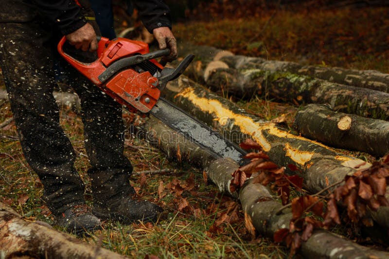 Closeup of a Man Cutting Logs Using a Red Chainsaw Stock Image - Image ...
