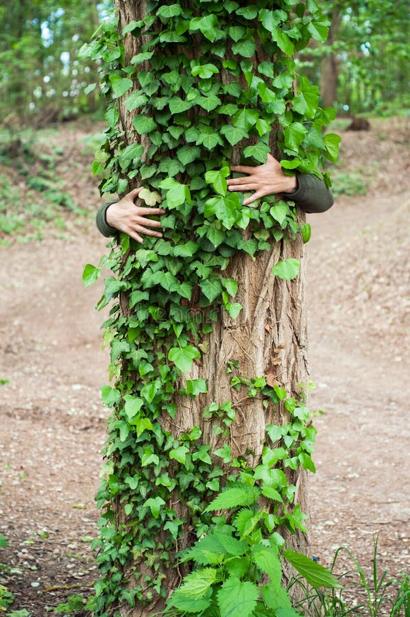 Man Hugging a Tree Trunk Covered by Ivy Leaves in a Forest Stock Image ...