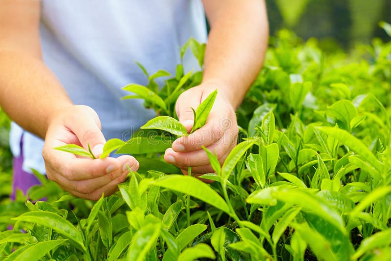 Closeup of Man S Hands Harvesting Tea Leaves Stock Photo - Image of ...
