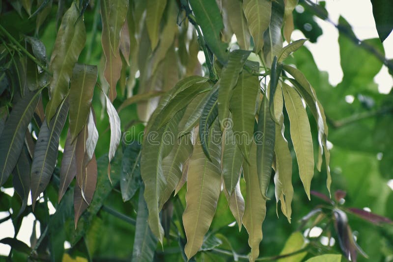 Closeup of Mango Plant and Leave Stock Image - Image of food, fruit ...