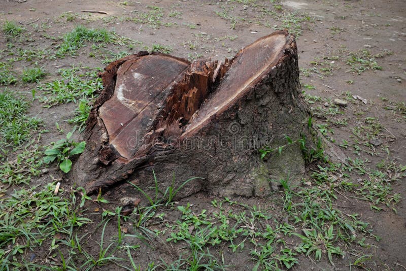 Closeup of a Mango Tree Stump. Stock Image - Image of cutting, illegal ...