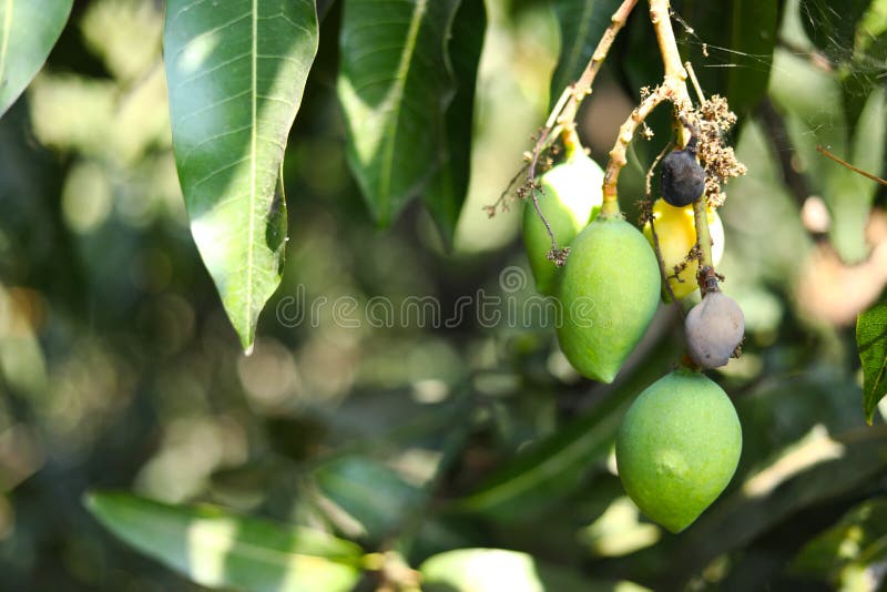 Closeup of Mangoes Hanging,mango Field Stock Image - Image of green ...