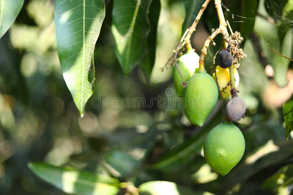 Closeup of Mangoes Hanging,mango Field Stock Image - Image of green ...