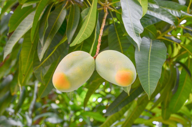 Closeup of Mangoes Hanging,mango Field,mango Farm with Sun Light Stock ...