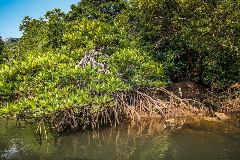 Colors of India stock image. Image of south, river, tropical - 115635107