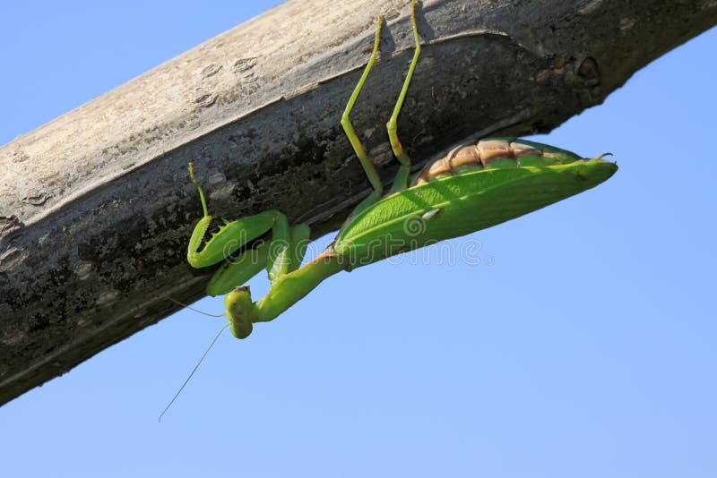 Closeup of mantis stock image. Image of macro, latent - 26096657