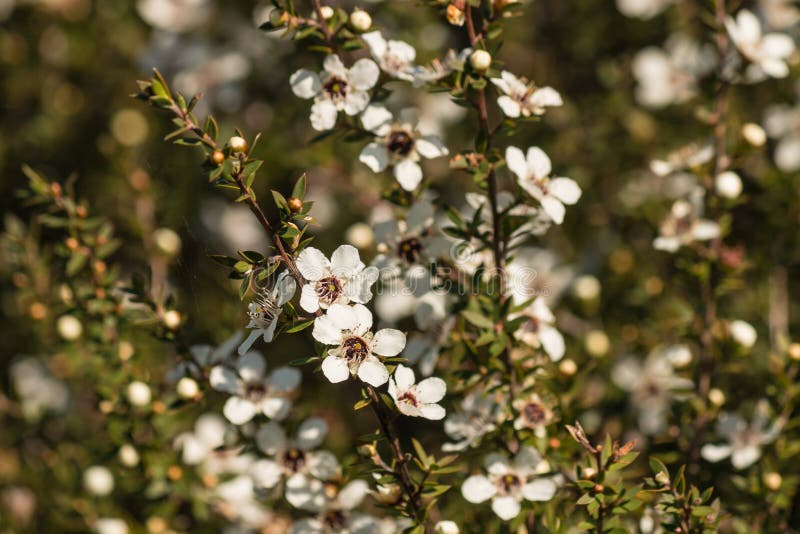 Closeup of Manuka Myrtle or Leptospermum Scoparium or New Zealand Tea ...