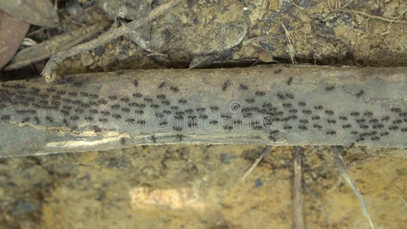Many Terrestrial Termites on the Tree Branch Stock Footage - Video of ...
