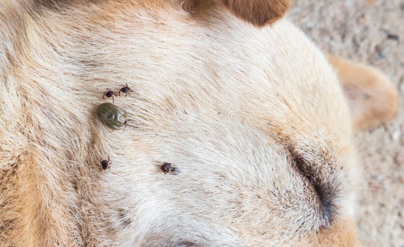 Closeup Many Ticks on Face of Dog, Selective Focus, Pet Healthy Stock ...