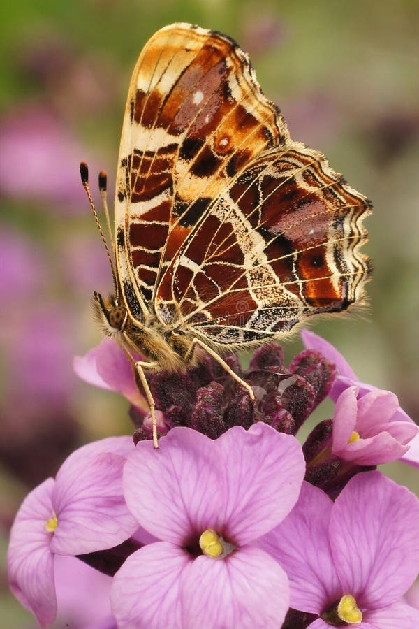 Closeup of a Map Butterfly on a Pink Wallflower Stock Photo - Image of ...