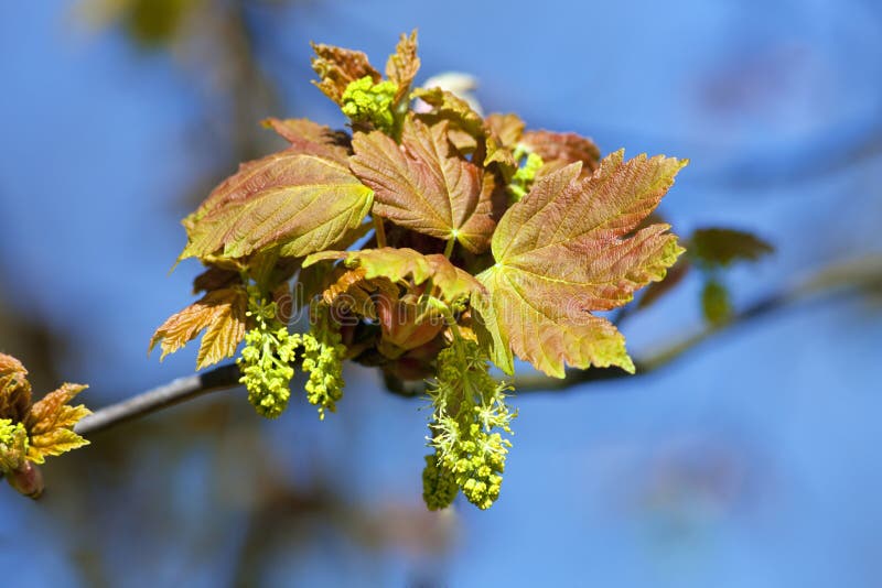 Closeup of Maple Flower at Blossom Stock Photo - Image of branch ...