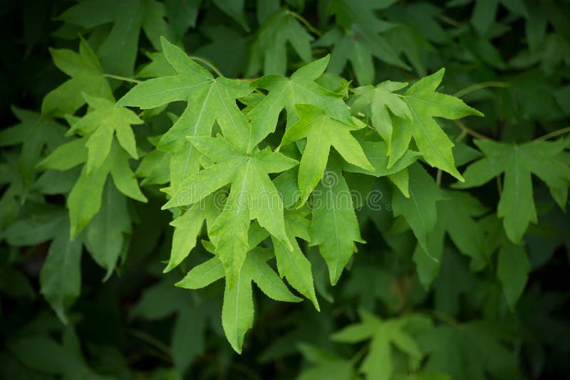 Maple Leaves on Maple Tree Branch in a Public Garden Stock Image ...