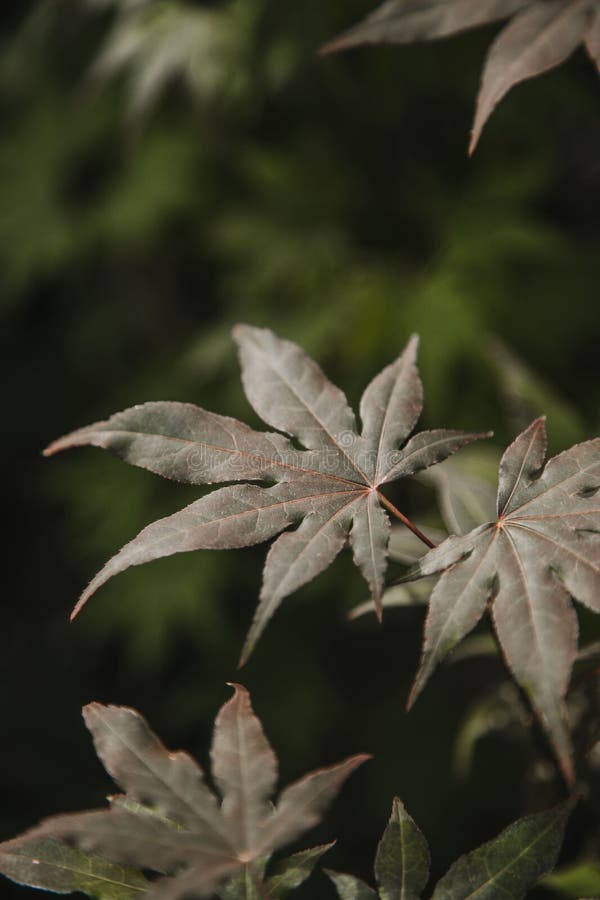 A Closeup of Maple Palmate Leaves Stock Photo - Image of tree, shot ...
