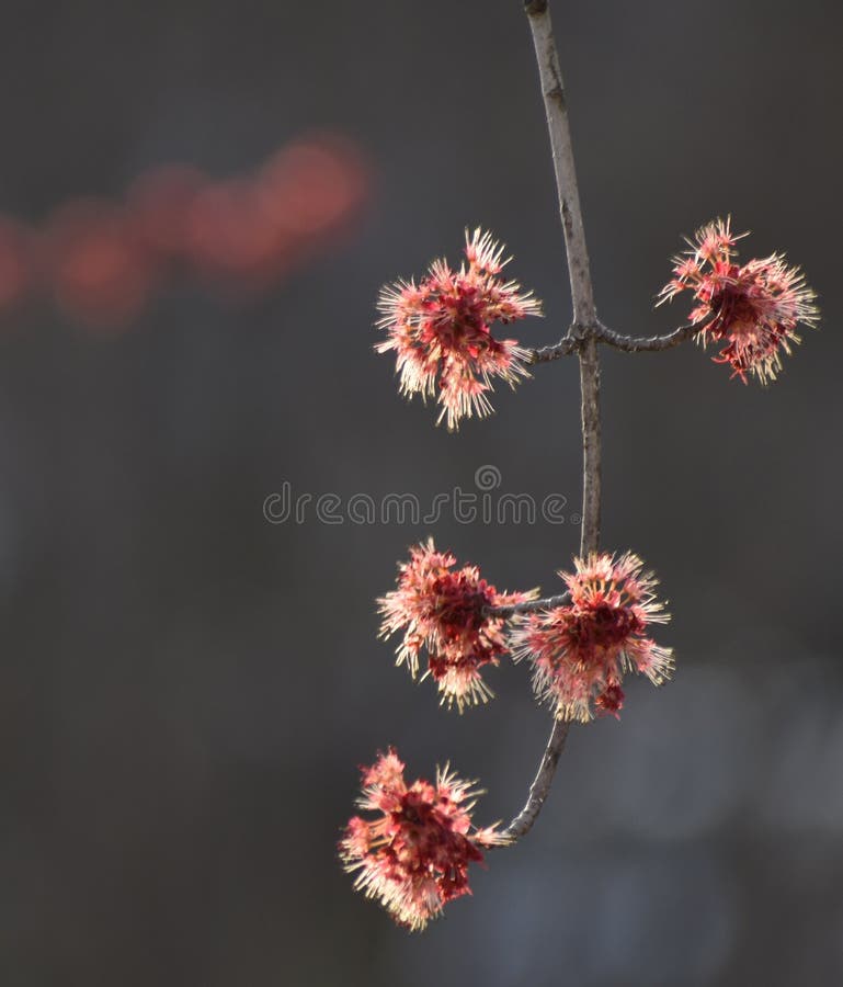 Closeup of Maple Tree Flower Buds in Spring Stock Photo - Image of ...