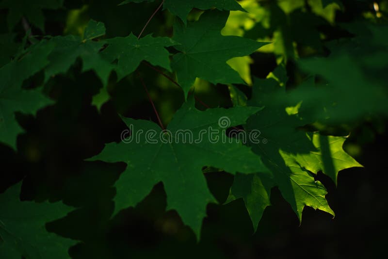 Closeup Maple Tree with Green Leaves in Dark Sunny Forest Stock Photo ...