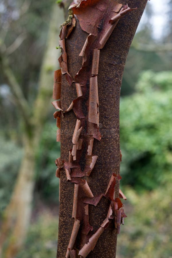 Maple Tree Trunk Peeling in a Public Garden Stock Photo - Image of ...