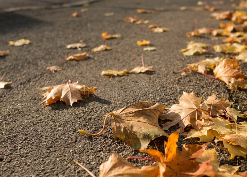 Closeup Maple Trees Als Foliage Stock Image - Image of maple, sidewalk ...