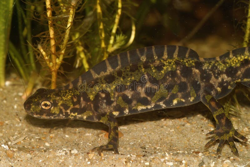 Closeup of a Marbled Newt (Triturus Marmoratus) Stock Photo - Image of ...