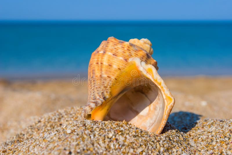 Closeup marine shell stock image. Image of oceanside - 53141251