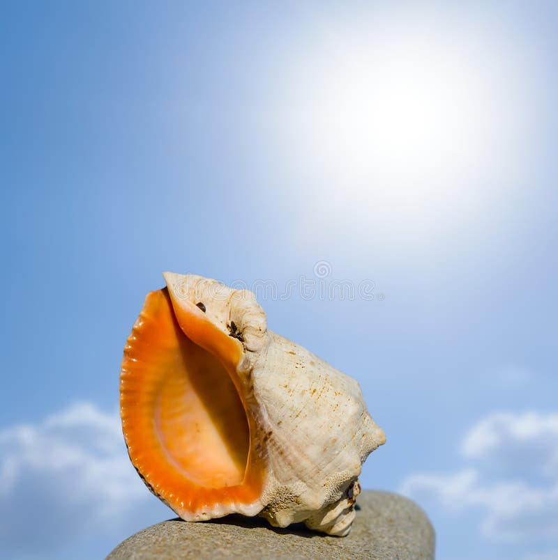 Marine Shell on a Stone in Light of Sparkle Sun Stock Image - Image of ...