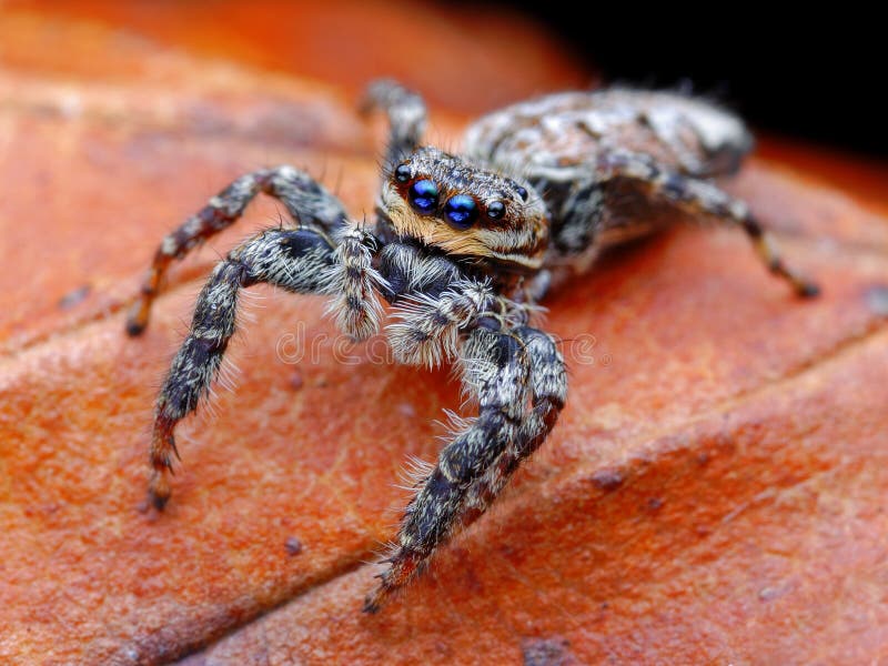 Marpissa Muscosa Jumping Spider Eating Fly Stock Photo - Image of ...