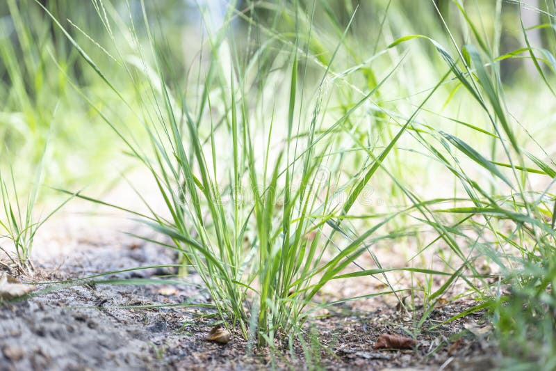 Closeup of Marram Grass Leaves and Seed Heads Stock Photo - Image of ...