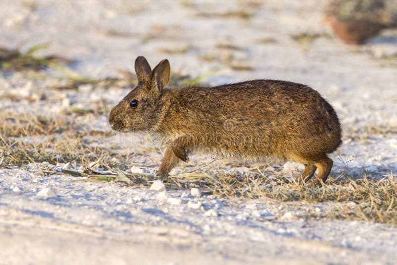 Marsh Rabbit Hopping Away stock image. Image of creature - 287426583