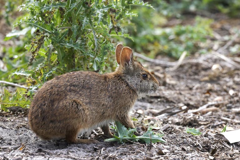 Marsh Rabbit on Sandy Ground Stock Photo - Image of fauna, hare: 381871926