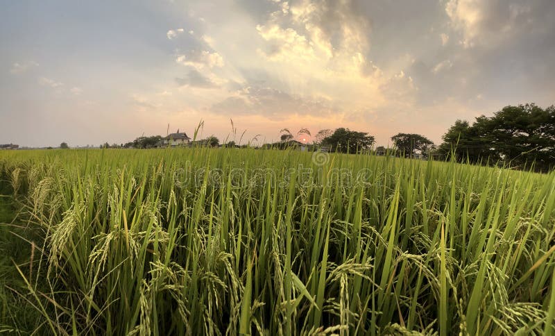 Closeup Mature Rice Fields Ready Harvest Sunset Sky Background Stock ...