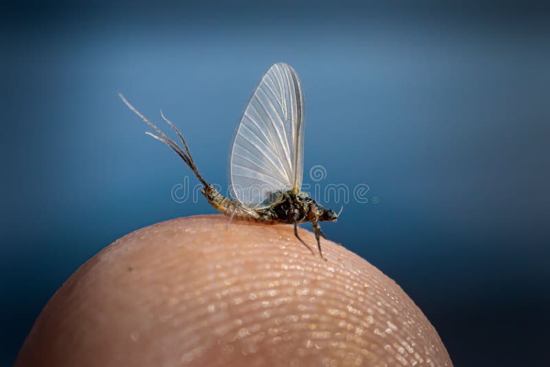 Mayfly's Stock Photos - Free & Royalty-Free Stock Photos from Dreamstime