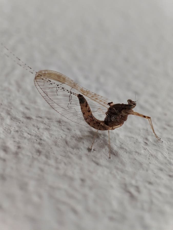 Closeup of a Mayfly on White Sand, a Vertical Shot Stock Photo - Image ...