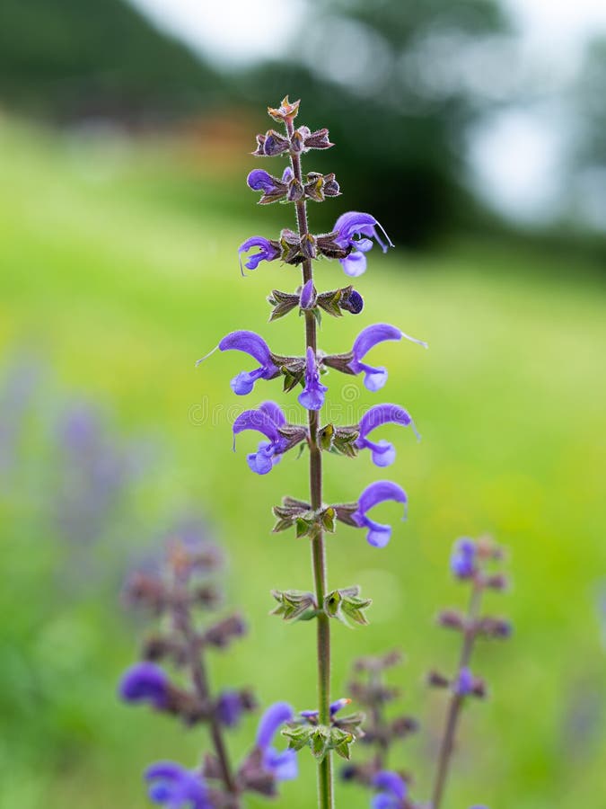 Closeup of a Meadow Sage in Summer Stock Image - Image of botany, herbs ...