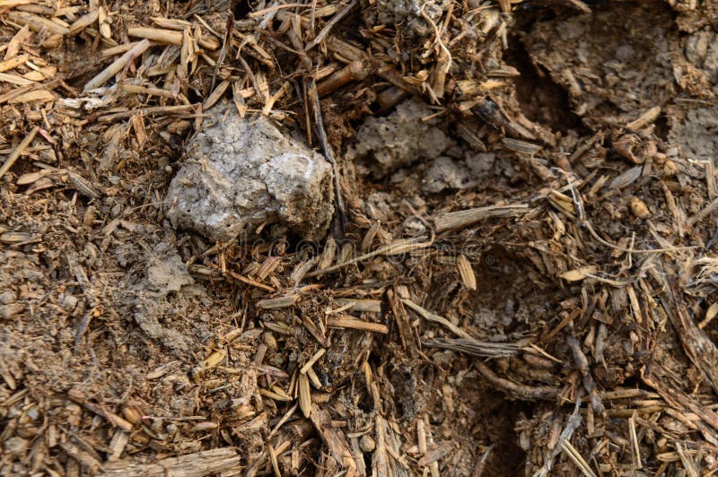 Closeup Micro Shot of Indian Cow Dunk with Soil Stock Image - Image of ...
