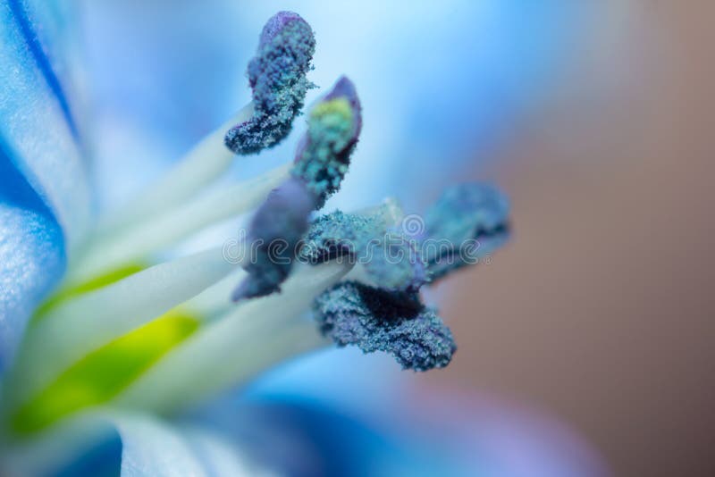 Closeup Micro Spring Scilla Flower Stock Image - Image of perennial ...