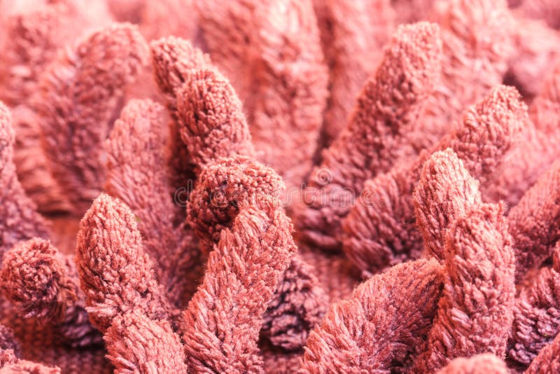 Microfiber Strand Stock Photos - Free & Royalty-Free Stock Photos from ...