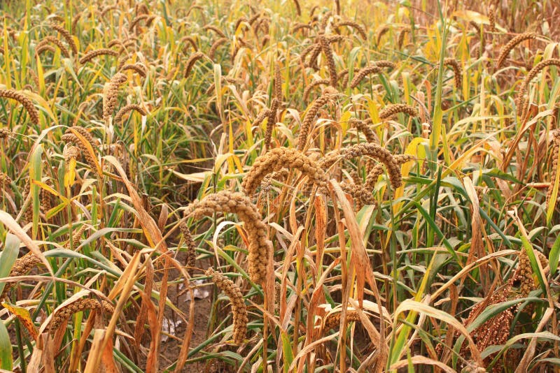 Closeup of Millet Plant in the Field Stock Photo - Image of grain ...