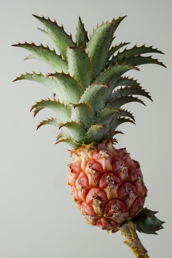 Closeup Mini Pineapple for Summer Concept Stock Image - Image of leaf ...