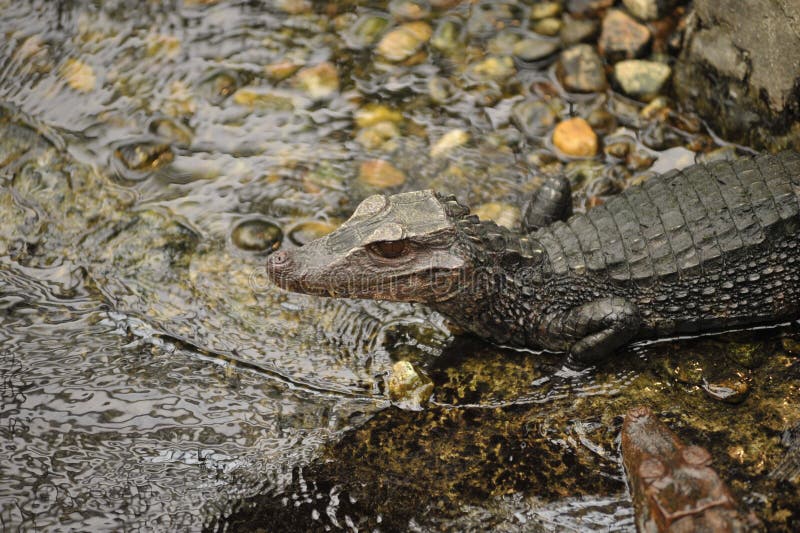 Miniature Alligators Stock Photos - Free & Royalty-Free Stock Photos ...