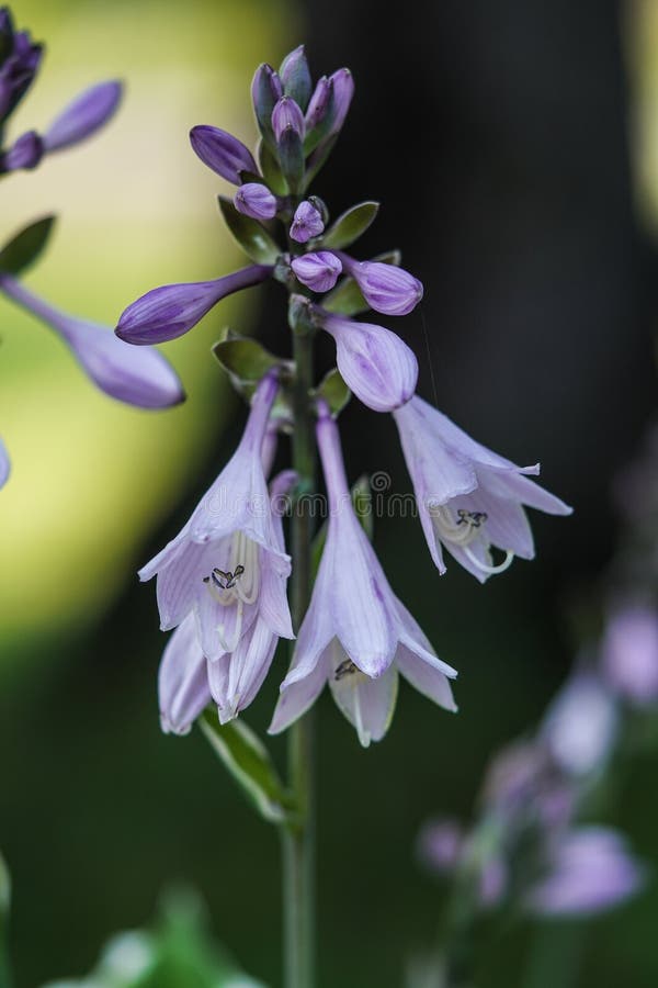 Closeup of a Minuteman Hosta Flower Bunch in Bloom. Stock Photo - Image ...