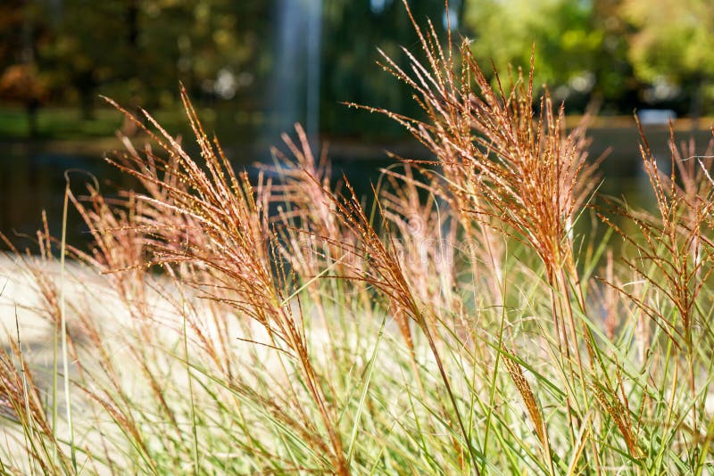 Closeup of Miscanthus Red Chief Outdoors during Daylight Stock Image ...