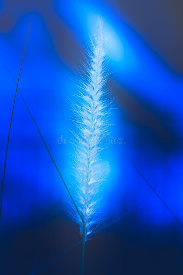 Closeup of Mission Grass , Background Stock Image - Image of field ...