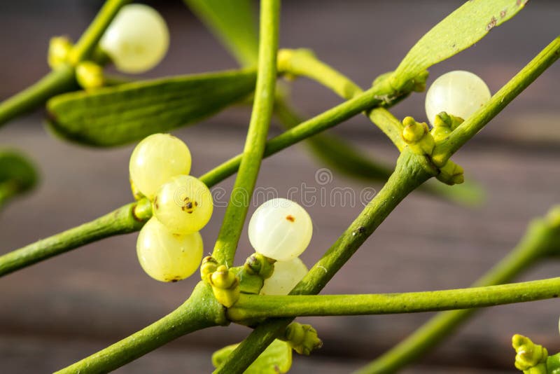 Mistletoe closeup stock image. Image of branches, numerous - 70143459