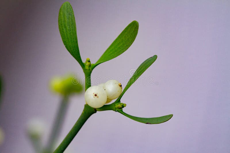 Mistletoe closeup stock image. Image of branches, numerous - 70143459