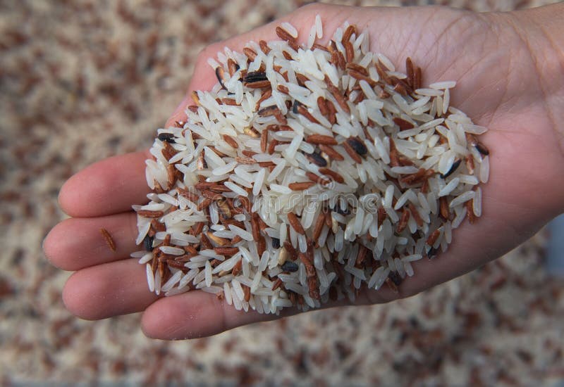 Closeup Mixed White and Brown Rice, Colorful Rice Grain in Hand Stock ...