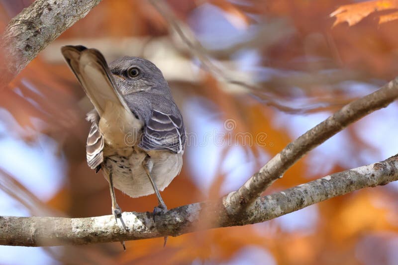 Closeup of a Mockingbird Perched on a Tree Branch Stock Image - Image ...
