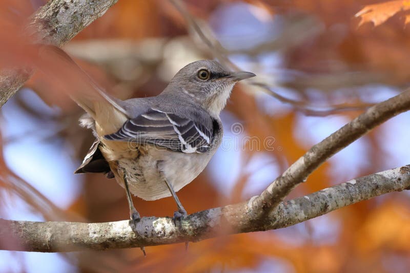 Closeup of a Mockingbird Perched on a Tree Branch Stock Photo - Image ...