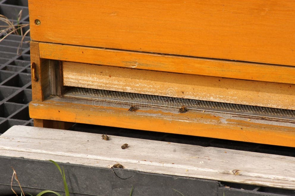 Closeup of a Modern Beehive Stock Photo - Image of nest, wallpaper ...