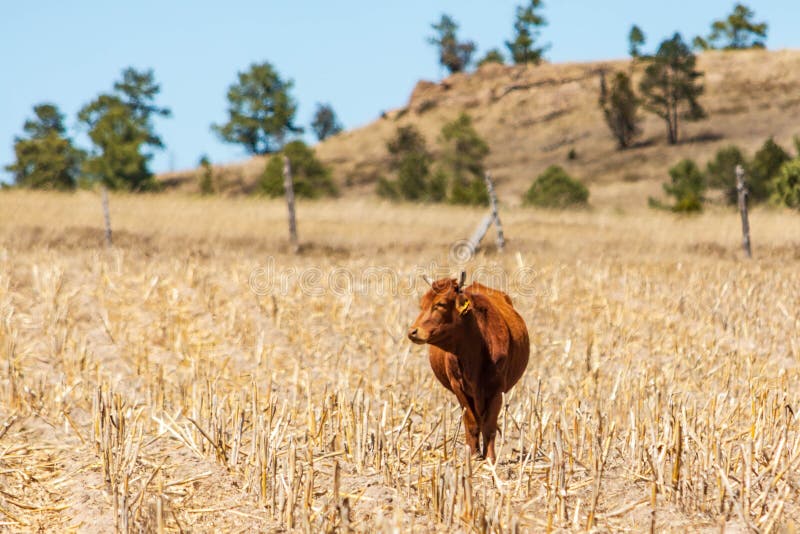 Modicana Cattle Stock Photos - Free & Royalty-Free Stock Photos from ...