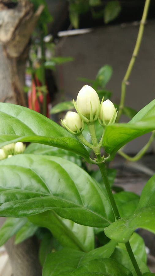 Closeup of Mogra Flower Bud on the Plant. Stock Image - Image of fruit ...
