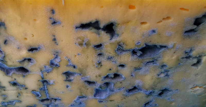 Closeup of moldy cheese. stock image. Image of cream - 210403243